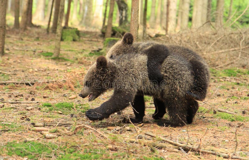 El Jugar De Los Cachorros De Oso De Brown Foto de archivo - Imagen de ...