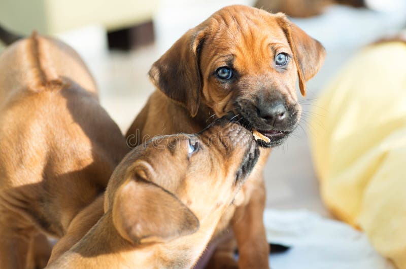 El Jugar De Los Perritos Del Ridgeback De Rhodesian Foto de archivo ...