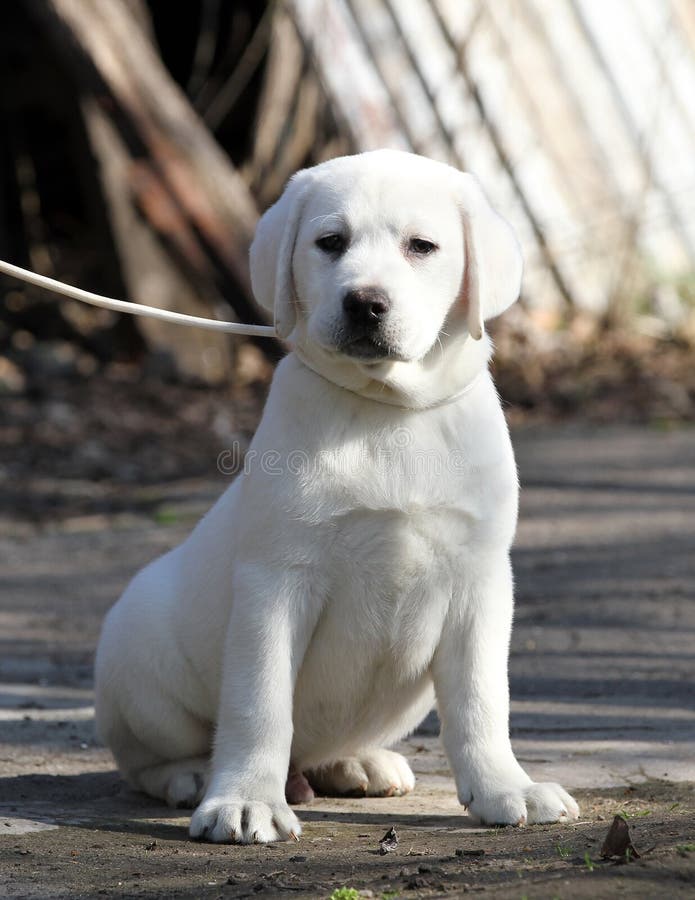 Perrito Amarillo De Labrador Recién Nacido Imagen de archivo - Imagen ...