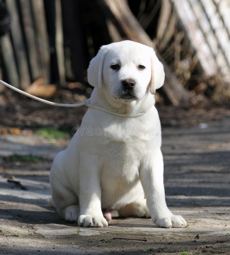 Perrito Amarillo De Labrador Recién Nacido Imagen de archivo - Imagen ...
