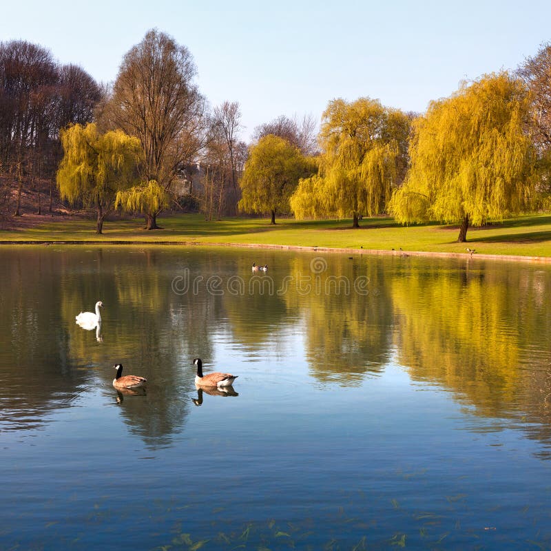 El lago en el parque. imagen de archivo. Imagen de lago - 27339299
