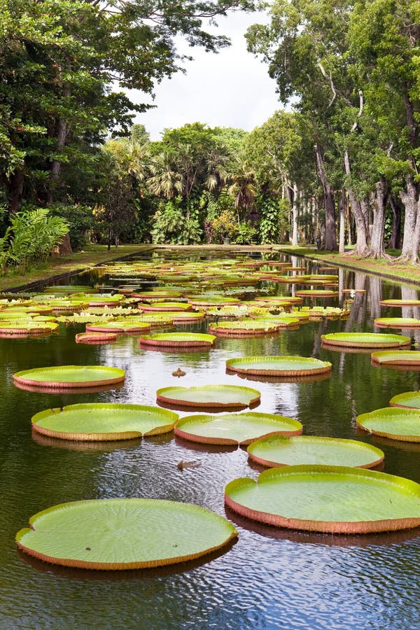 El Lago En Parque Con El Amazonica De Victoria, Foto de archivo ...