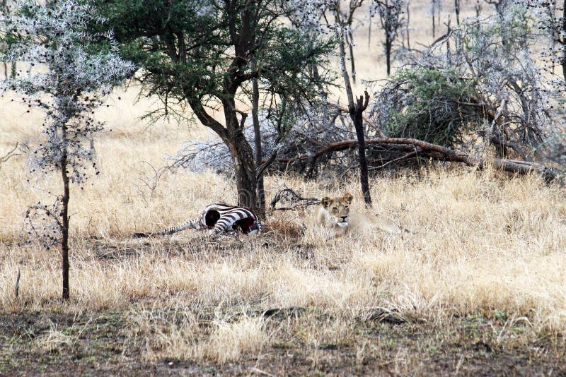León que come la cebra foto de archivo. Imagen de endangered - 41100894