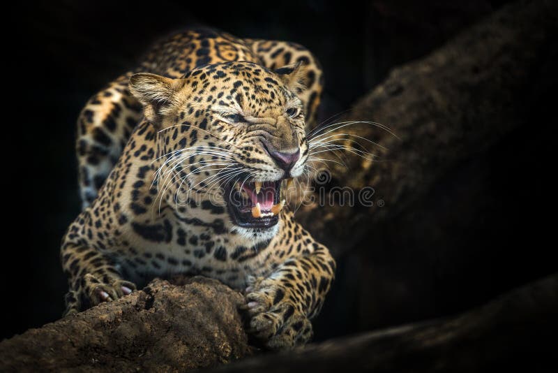 El Leopardo Está Rugiendo En La Madera Imagen de archivo - Imagen de ...