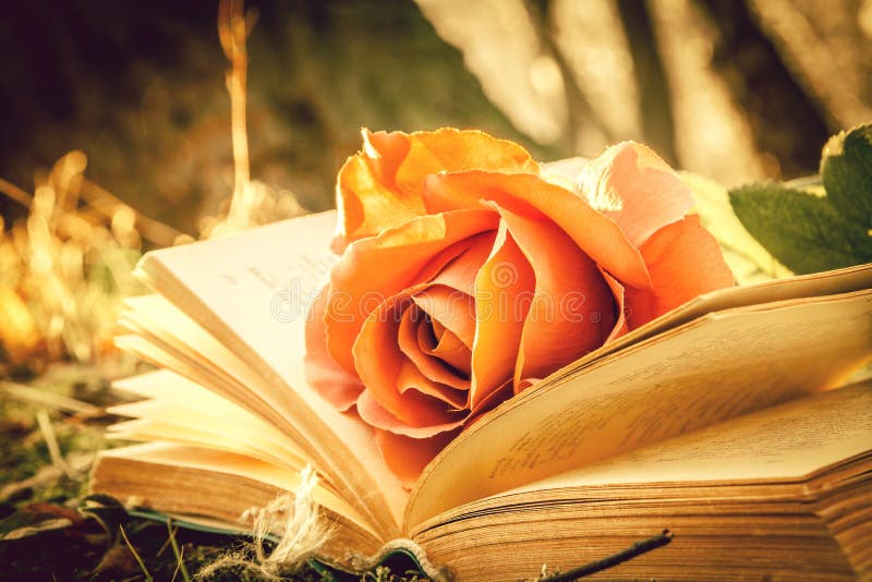 17,034 Libro Con Una Rosa Fotos de stock - Fotos libres de regalías de ...