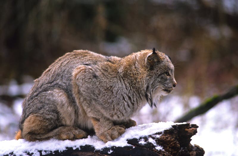 El Lince Canadiense Se Agachó Imagen de archivo - Imagen de cazador ...
