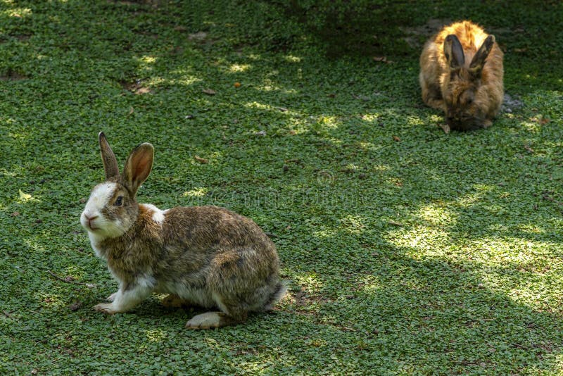 El Lindo Conejo Con Orejas Largas Comiendo Pasto Foto de archivo ...