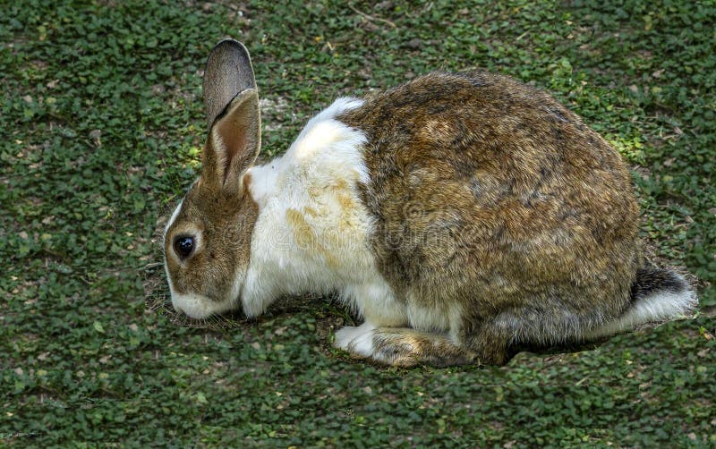 El Lindo Conejo Con Orejas Largas Comiendo Pasto Foto de archivo ...