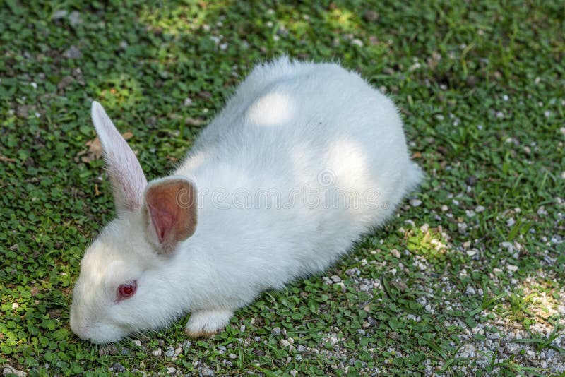 El Lindo Conejo Con Orejas Largas Comiendo Pasto Foto de archivo ...
