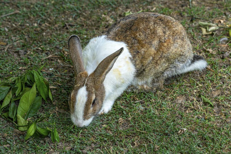 El Lindo Conejo Con Orejas Largas Comiendo Pasto Foto de archivo ...