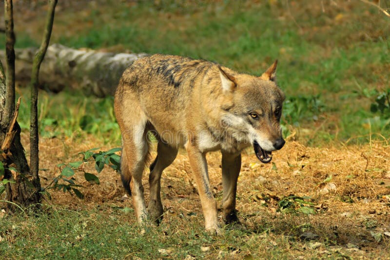 El Lobo Gris O Lobo Gris, Lupus De Canis Imagen de archivo - Imagen de ...