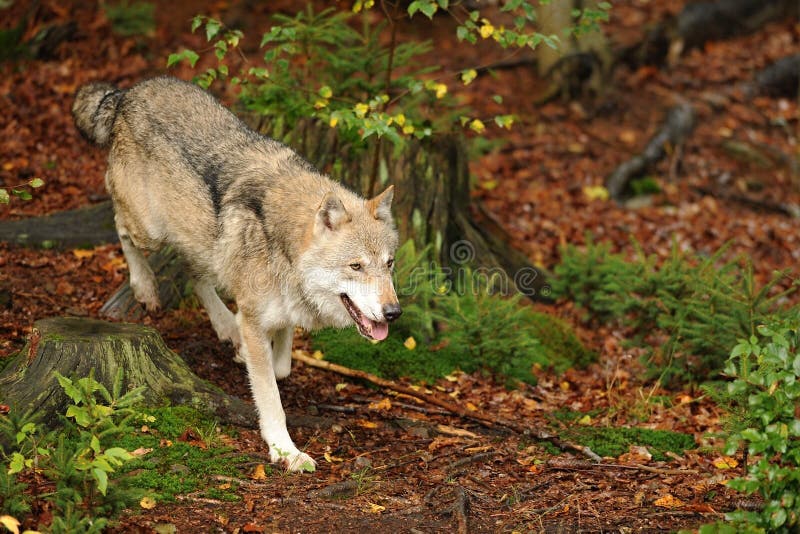 El Lobo Gris O Lobo Gris, Lupus De Canis Imagen de archivo - Imagen de ...