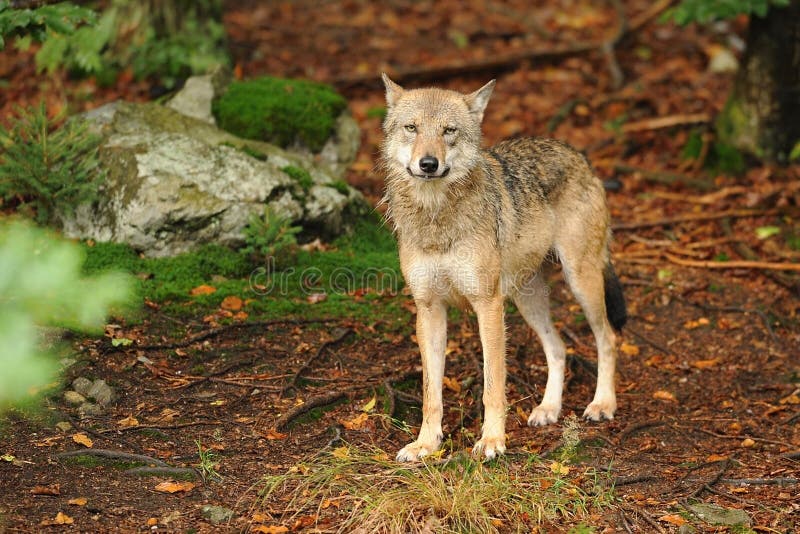 El Lobo Gris O Lobo Gris, Lupus De Canis Foto de archivo - Imagen de ...