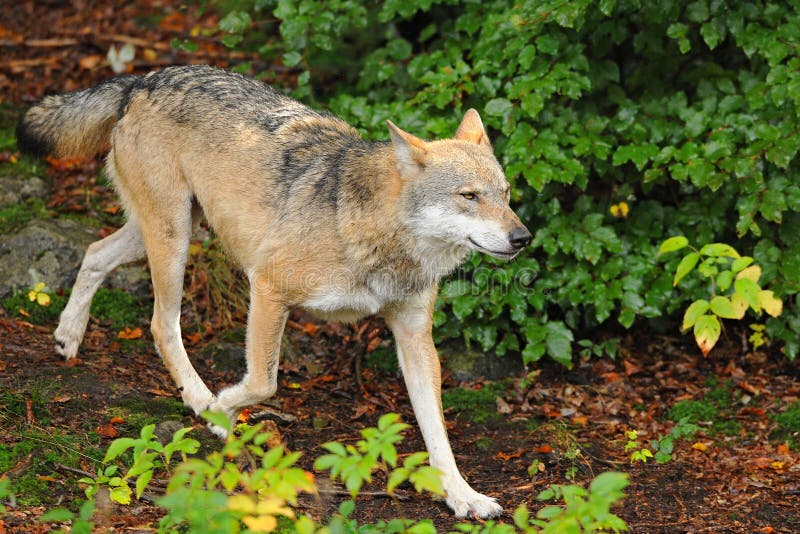 El Lobo Gris O Lobo Gris, Lupus De Canis Foto de archivo - Imagen de ...