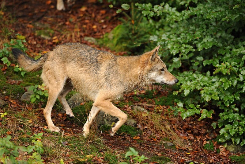 El Lobo Gris O Lobo Gris, Lupus De Canis Imagen de archivo - Imagen de ...