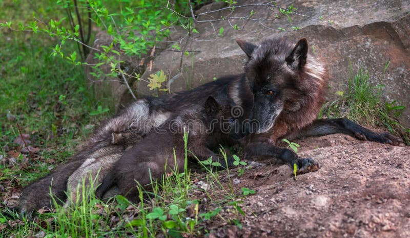 El Lobo Negro (lupus De Canis) Le Alimenta Perritos Foto de archivo ...