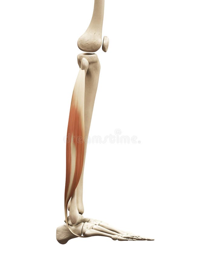 El fibular largo stock de ilustración. Ilustración de pierna - 45575448