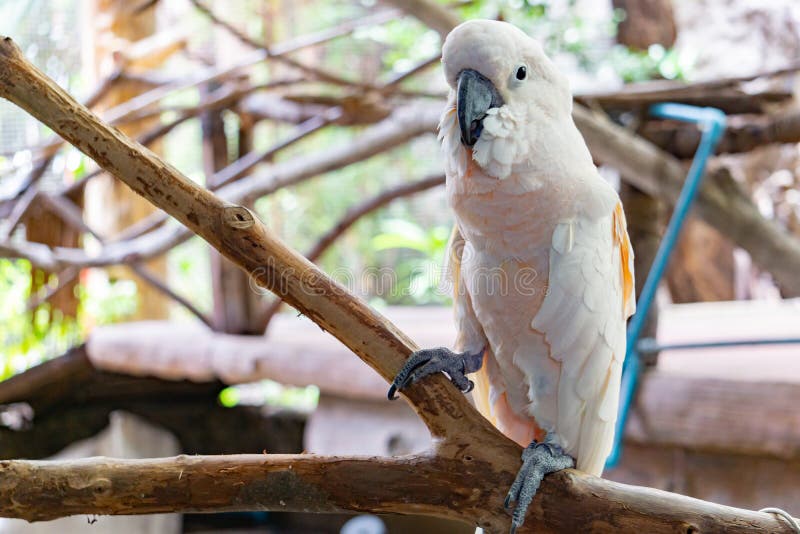 El Loro Blanco Severo Del Macaw, Se Cierra Encima Del Macaw Afrontado ...