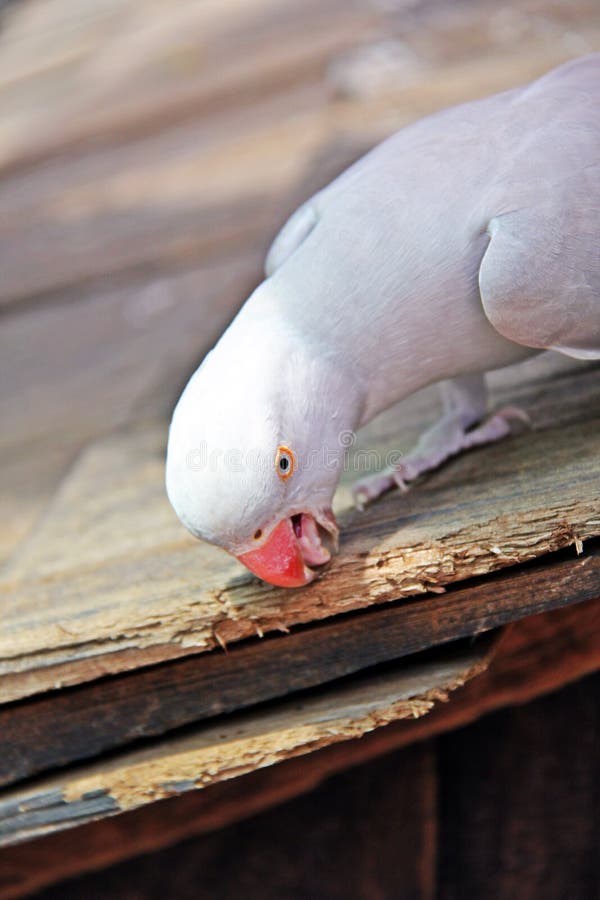 El Loro Blanco Tiene Boca Roja Que Pellizca De Madera En El Tejado Imagen de archivo - Imagen de ...