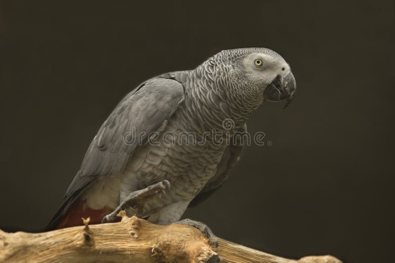El Loro Gris Psittacus Erithacus. Imagen de archivo - Imagen de fauna ...