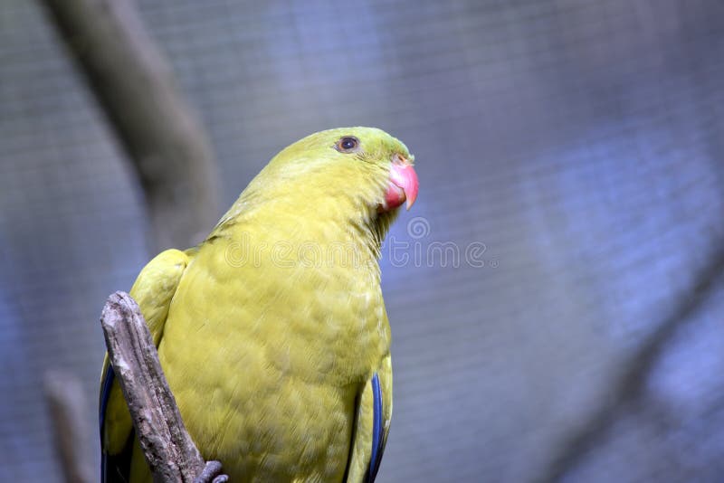 El Loro Macho Regente Es Verde Claro Imagen de archivo - Imagen de loro ...