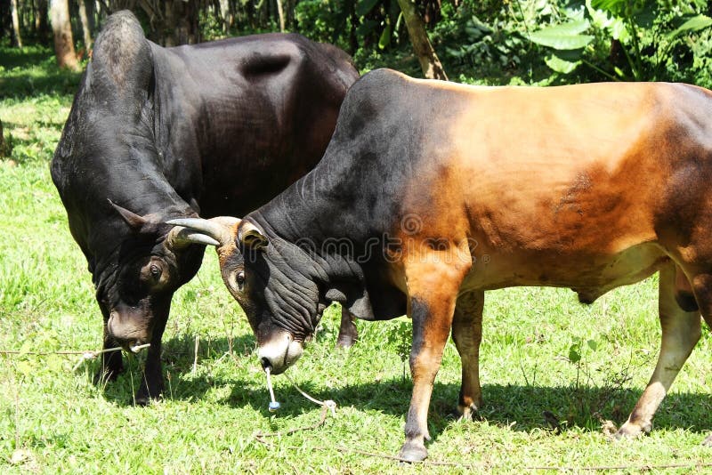 El luchar de dos vacas foto de archivo. Imagen de claxon - 25483582