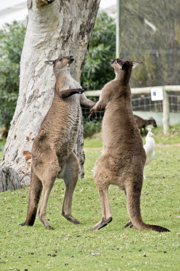 El Luchar De Los Canguros De La Canguro-isla Foto de archivo - Imagen ...