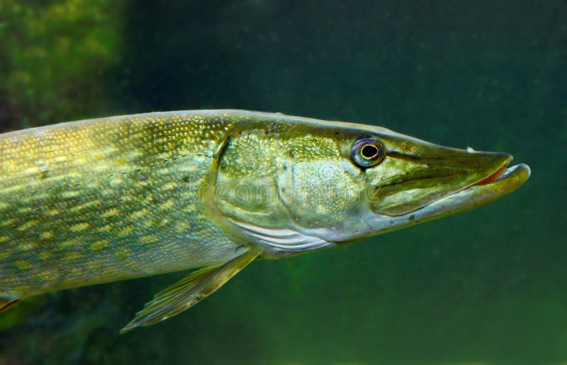 El lucio (Esox Lucius). imagen de archivo. Imagen de barbaridad - 24828011