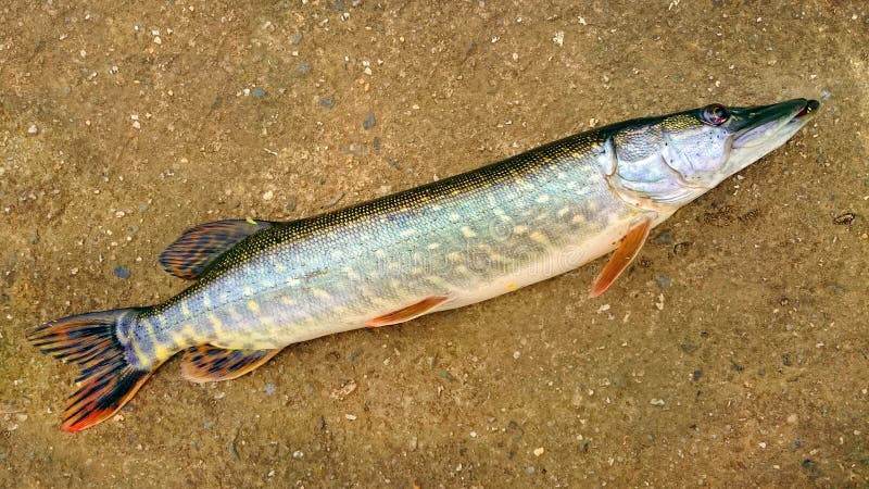 El Pike (Esox Lucius). imagen de archivo. Imagen de barbaridad - 24828011
