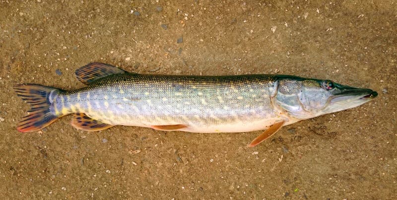 El Lucio Europeo Esox Lucius Imagen de archivo - Imagen de apropiado ...