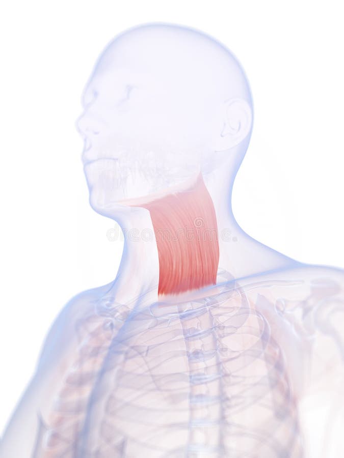 El músculo del platysma stock de ilustración. Ilustración de médico ...