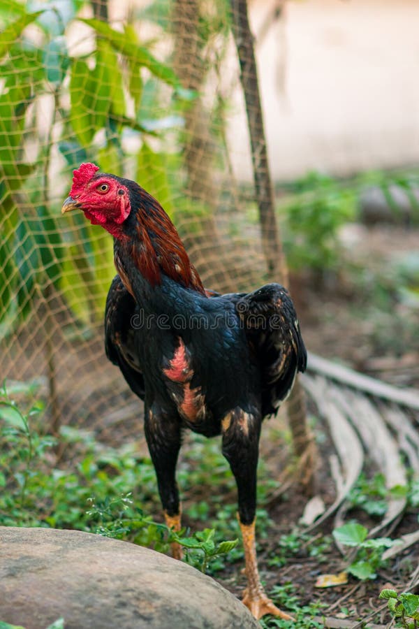 Dos Pollos Machos Y Una Gallina Encaramadas En Un Cerezo Imagen de ...