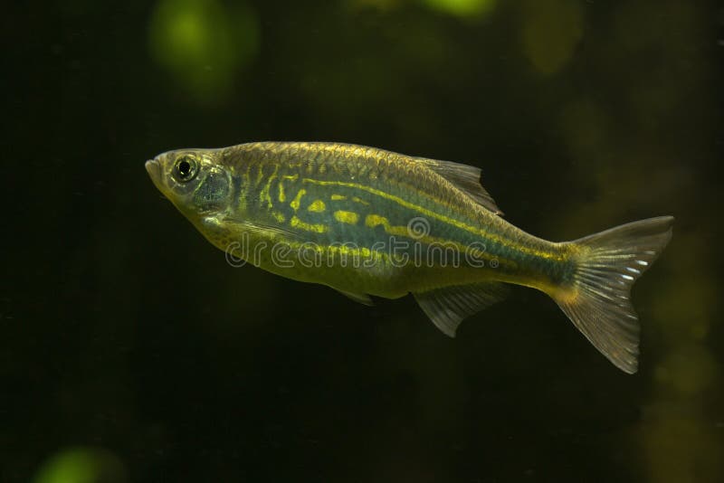 El Malabar Danio Devario Malabaricus. Foto de archivo - Imagen de ...