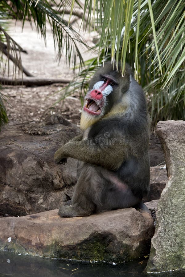 Mandrill imagen de archivo. Imagen de colmillos, cierre - 101831779