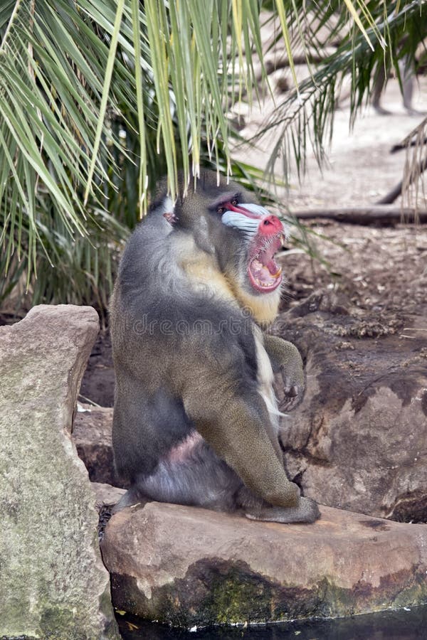 Mandrill imagen de archivo. Imagen de colmillos, cierre - 101831779