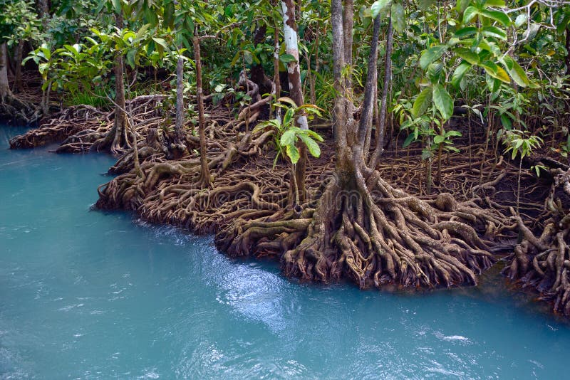 Mangle Fotos De Stock - Descarga 32,218 Fotos Libres de Derechos