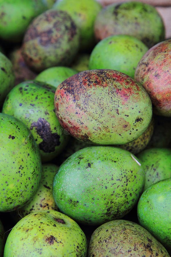 El mango da fruto fondo imagen de archivo. Imagen de fresco - 108226565