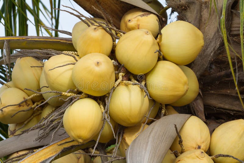 El Manojo De Coco Amarillo Da Fruto Ejecución En árbol Imagen de ...