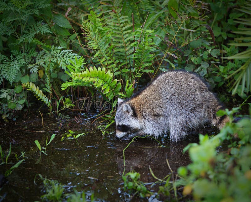 El Mapache Bebe El Agua De Un Cuenco Imagen de archivo - Imagen de ...