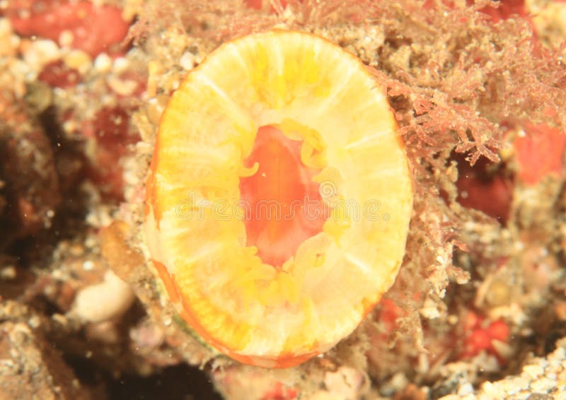 El mar arroja a chorros foto de archivo. Imagen de alimento - 27483874