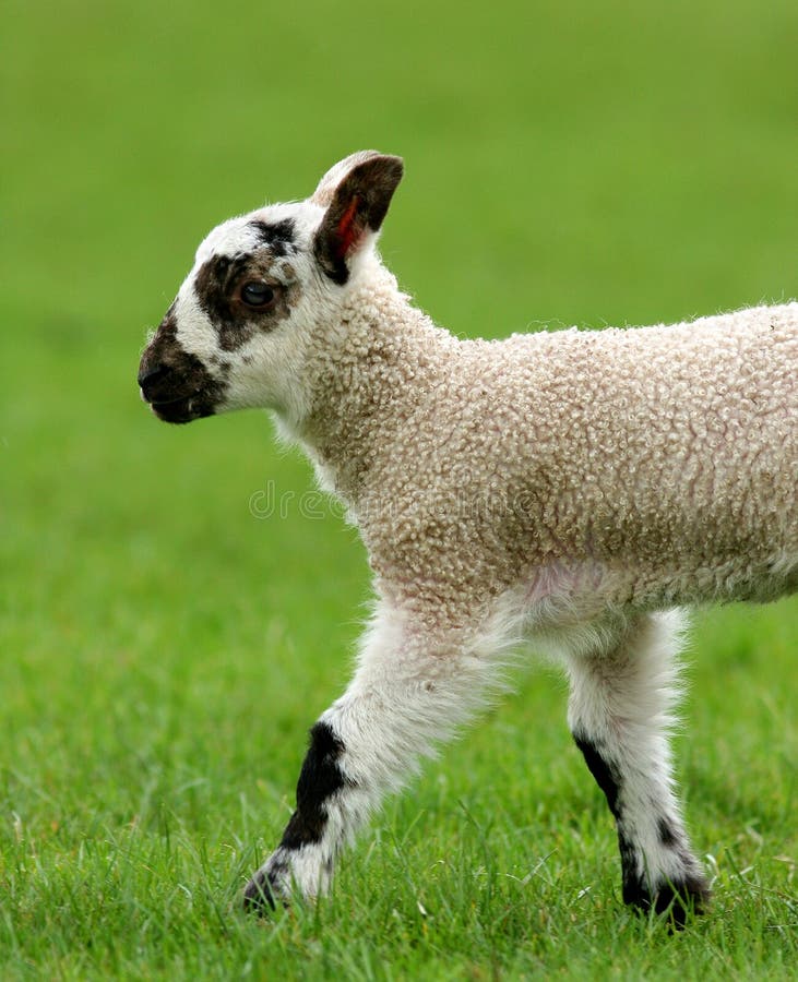 Oveja de cara negra imagen de archivo. Imagen de granja - 5193763