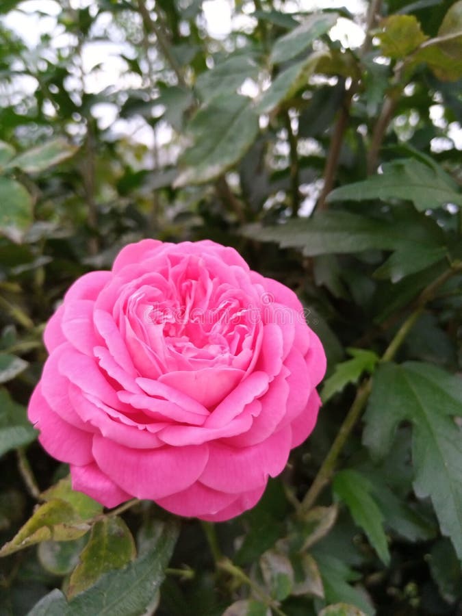 El Mejor Color Rosa De Las Flores Imagen de archivo - Imagen de pétalo ...