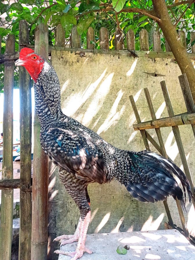 El mejor gallo de colores foto de archivo. Imagen de animal - 235995592