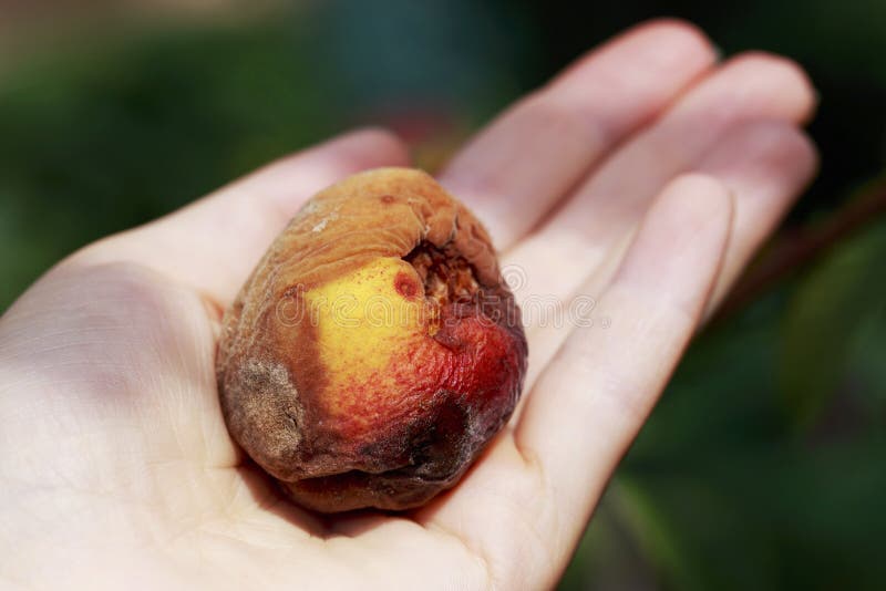 Melocotón Podrido En Manos De Un Hombre Foto de archivo - Imagen de ...