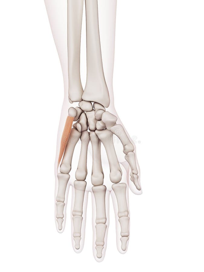 El Minimi Abductor Del Digiti Stock de ilustración - Ilustración de ...