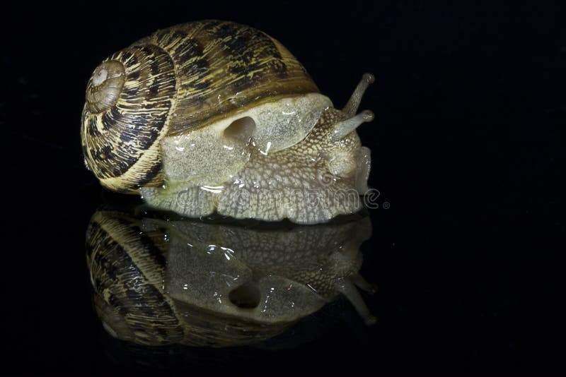 El molusco imagen de archivo. Imagen de primitivo, mudanza - 12182111