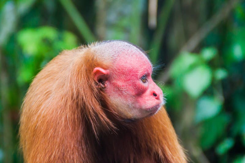 Mono De Uakari, Calvus Del Cacajao, Foto de archivo - Imagen de ...