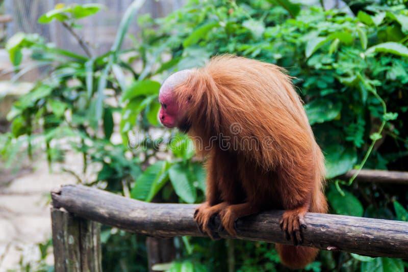 Mono calvo de Uakari imagen de archivo. Imagen de calvo - 89912545