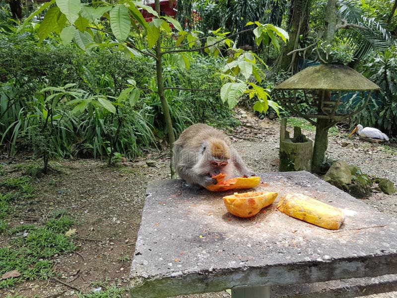 El mono come foto de archivo. Imagen de mono, asia, sobras - 96995772