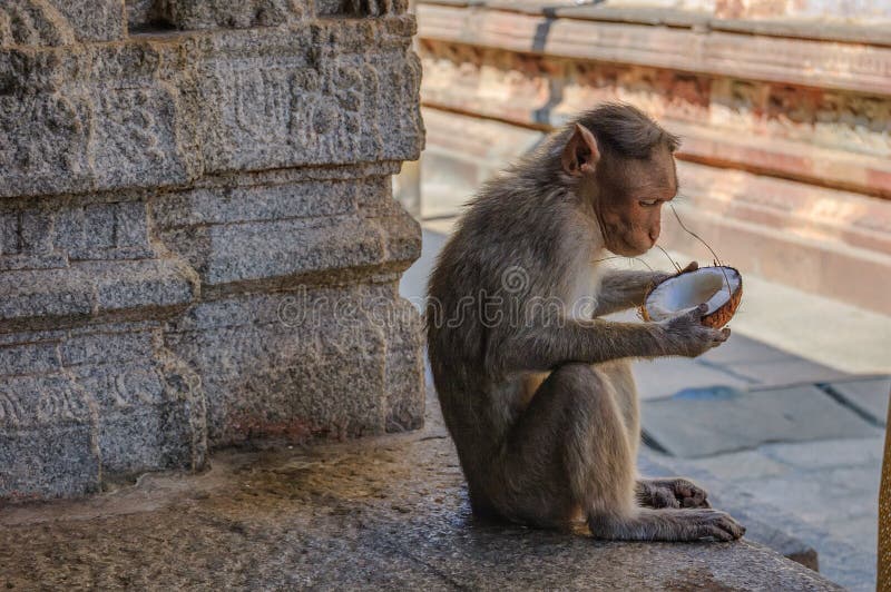 El Mono Come Un Coco En El Templo Indio Foto de archivo - Imagen de ...